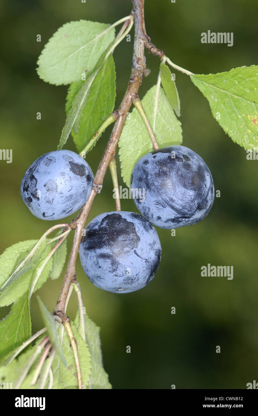 Bullace hi-res stock photography and images - Alamy