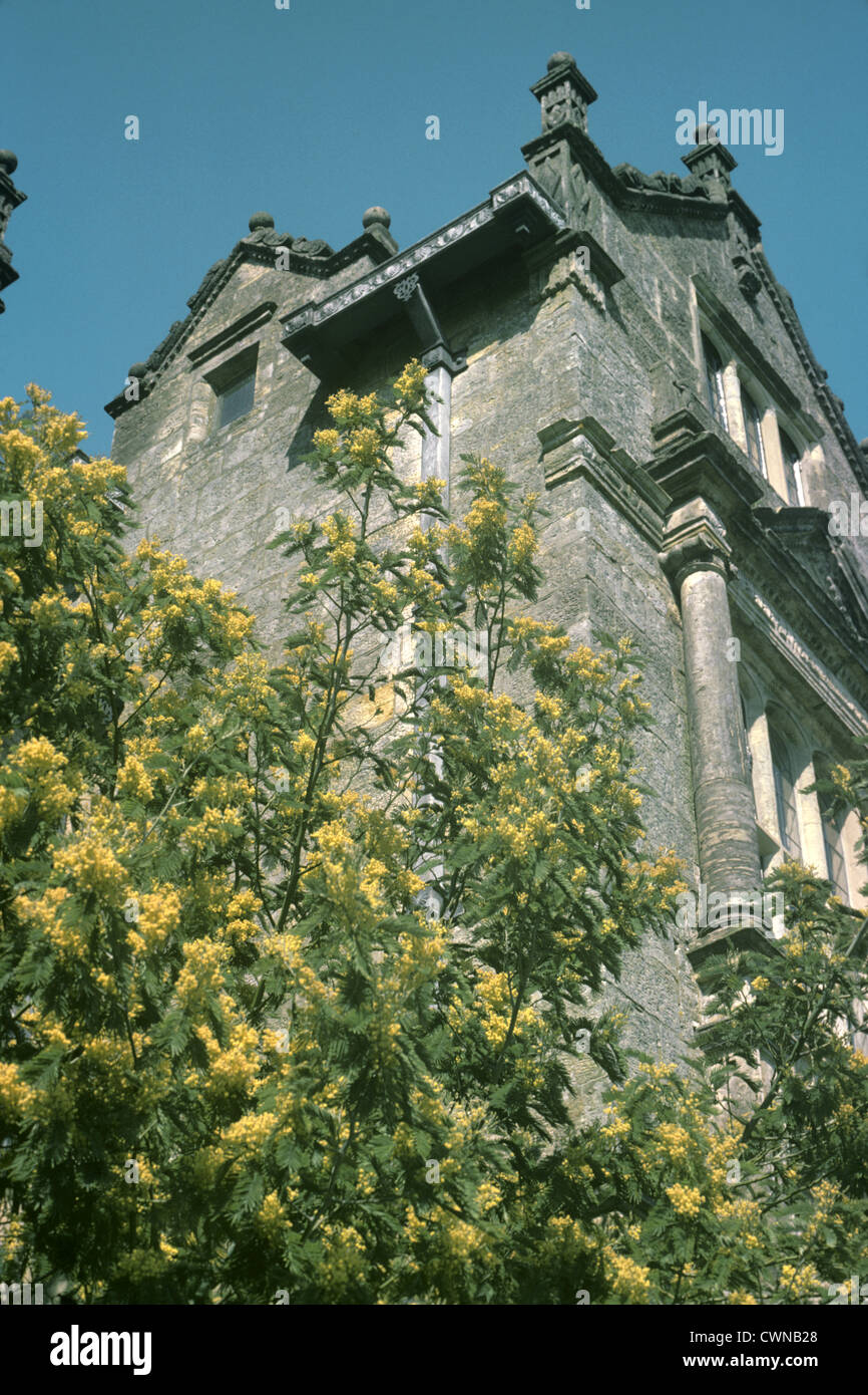 Mimosa Acacia dealbata (Fabaceae Stock Photo - Alamy