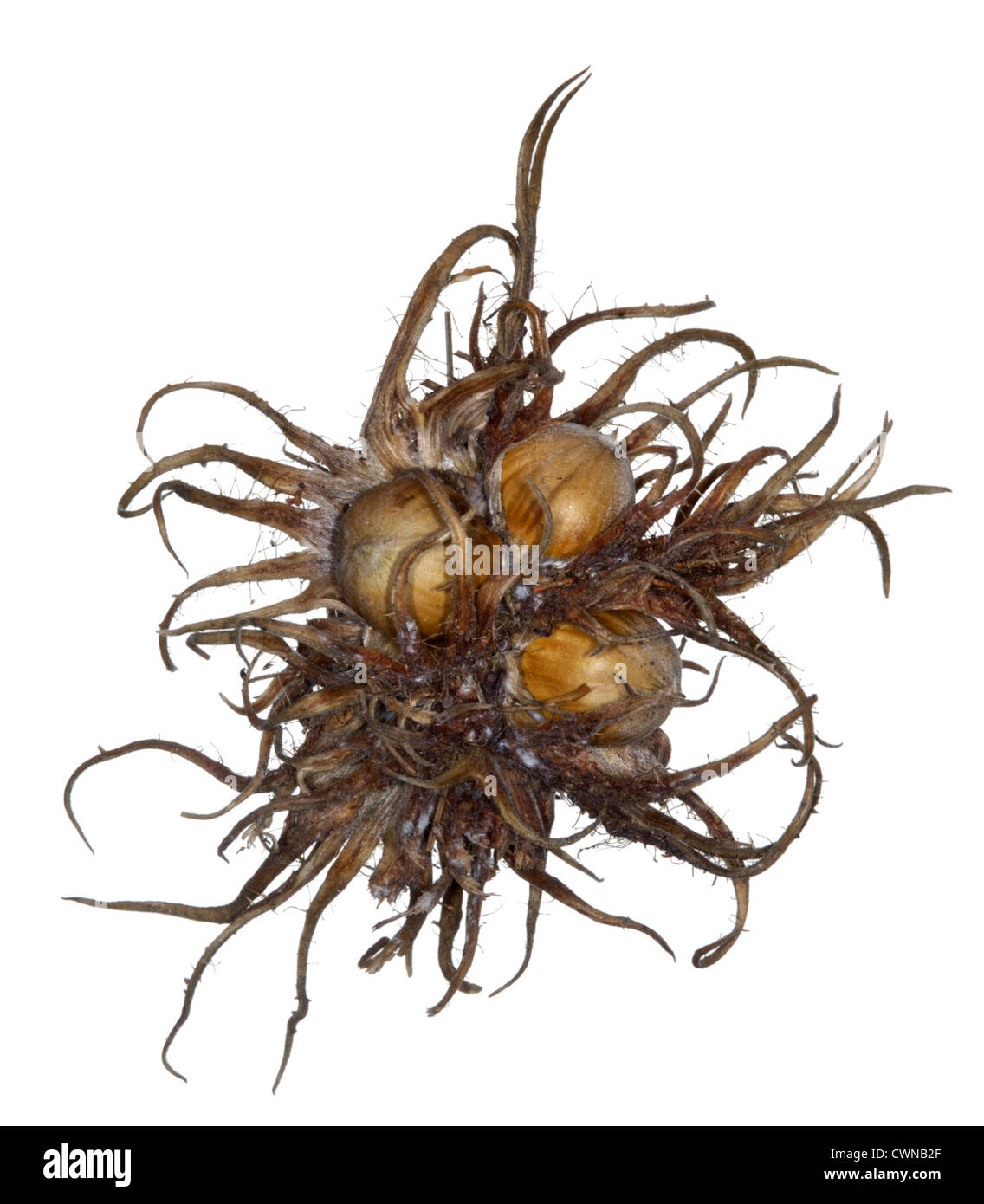 Turkish Hazel Corylus colurna (Betulaceae Stock Photo - Alamy