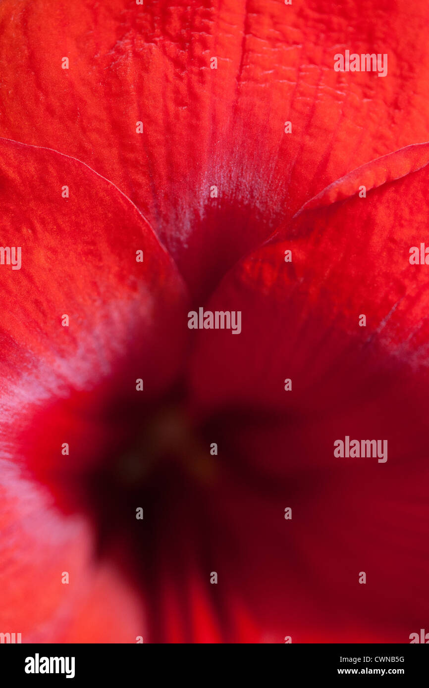 Amaryllis Hippeastrum Red Lion detail of flower Stock Photo - Alamy