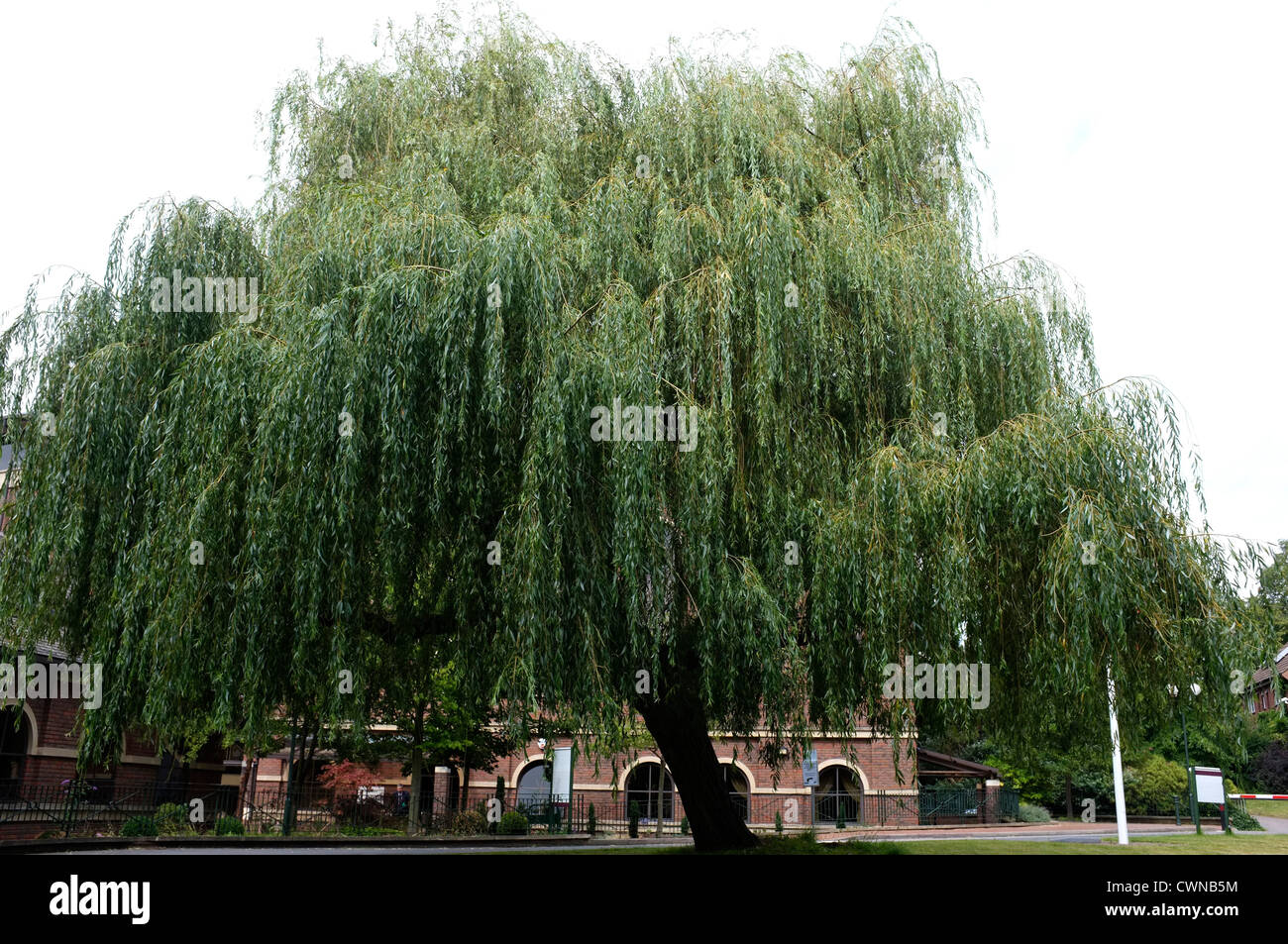Large willow tree hi-res stock photography and images - Alamy
