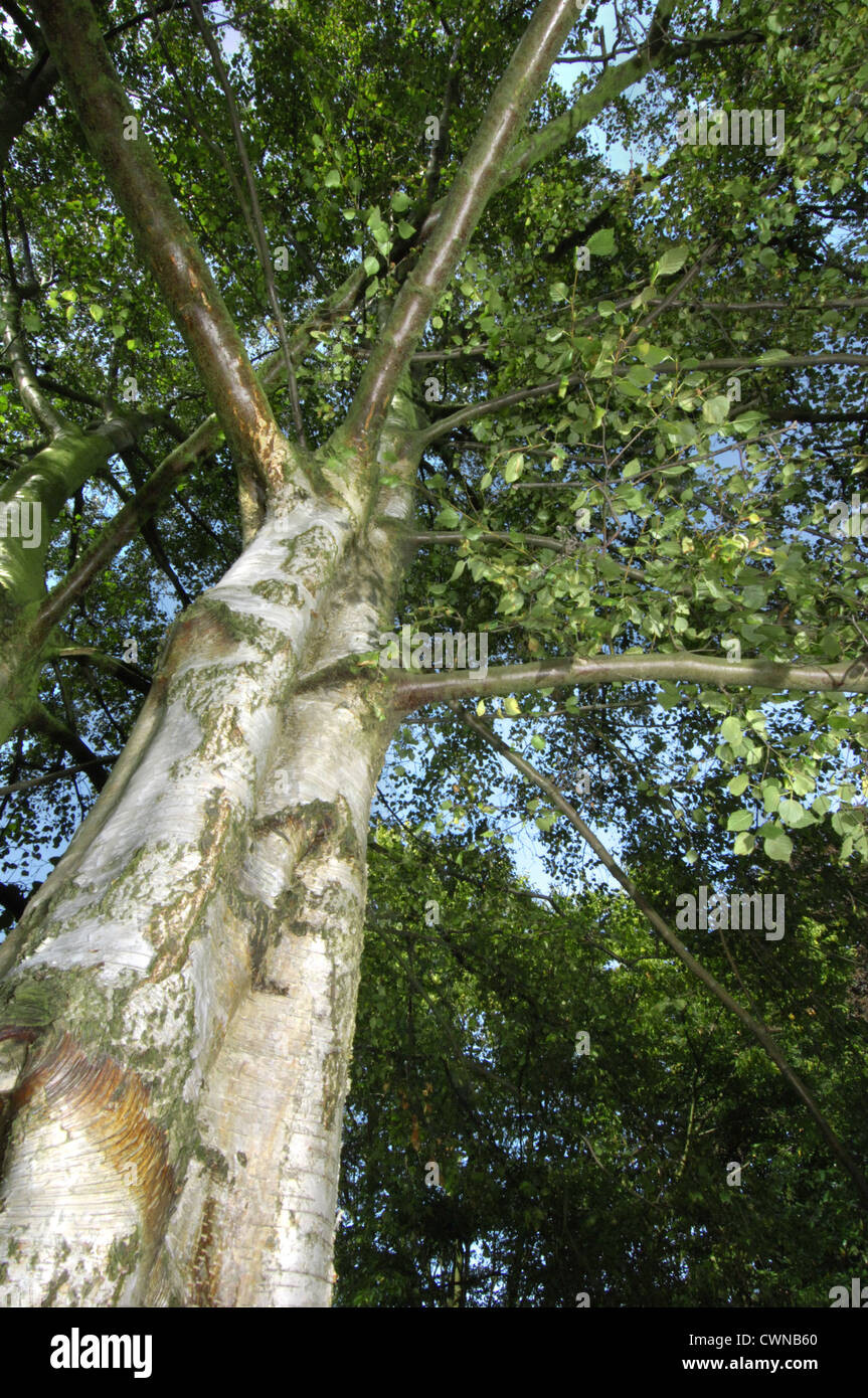 Birch betulaceae hi-res stock photography and images - Alamy