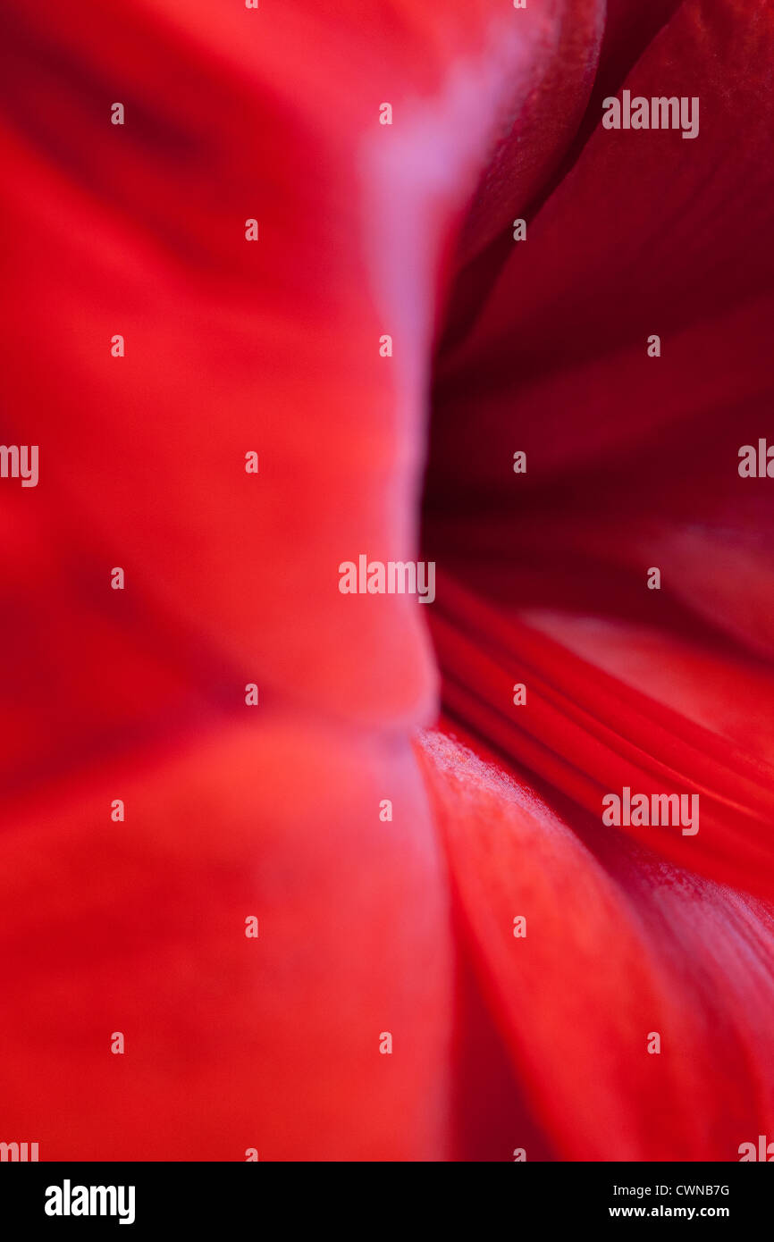 Hippeastrum red lion hi-res stock photography and images - Alamy