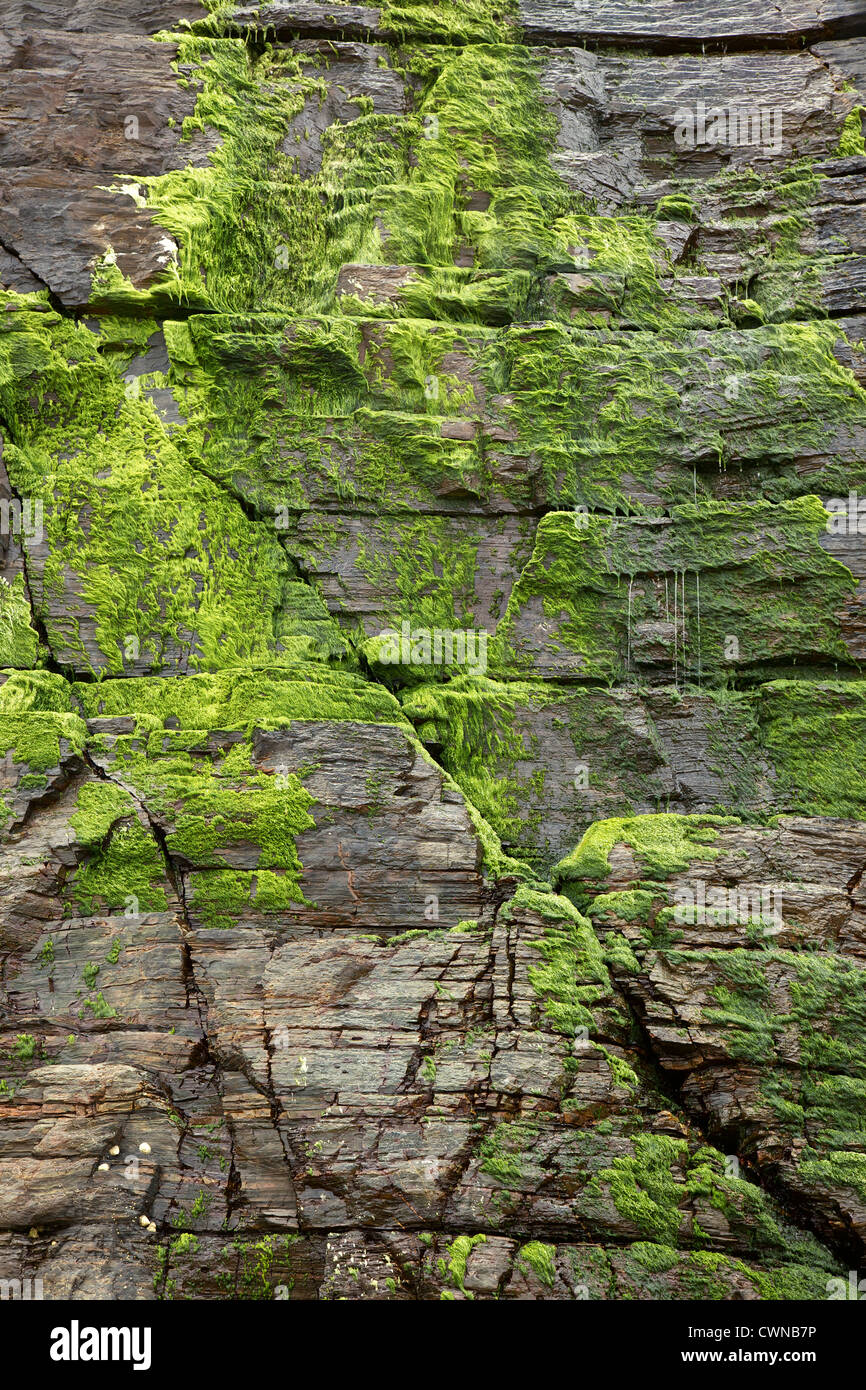 Green moss at cliff at Spain Stock Photo - Alamy