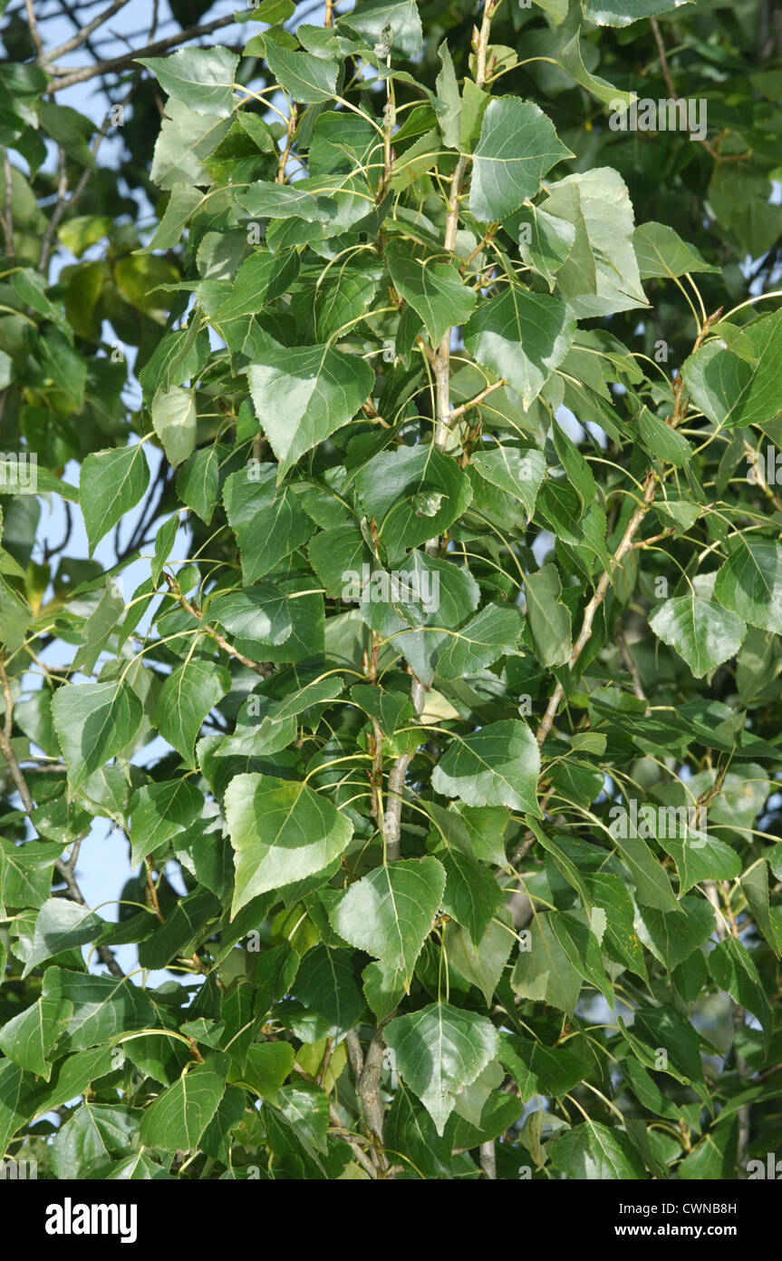 Populus nigra italica leaf hi-res stock photography and images - Alamy