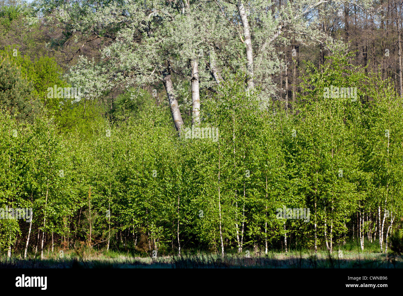 Spring wild trees and color colorful flowers in Kampinoski Kampinos ...