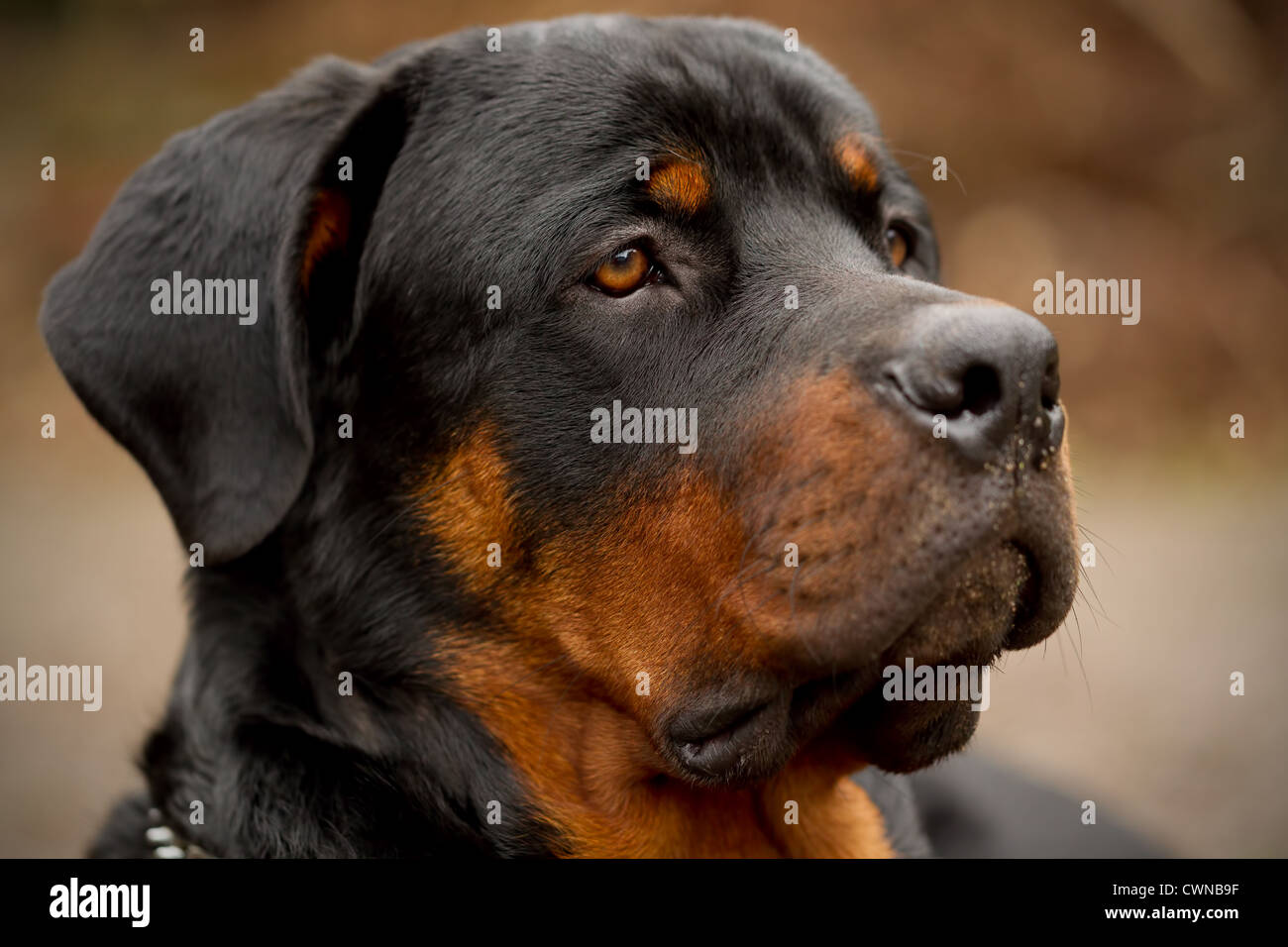 Profile Portrait Of An Adult Male Purebred Rottweiler Narrow Dof Focus ...