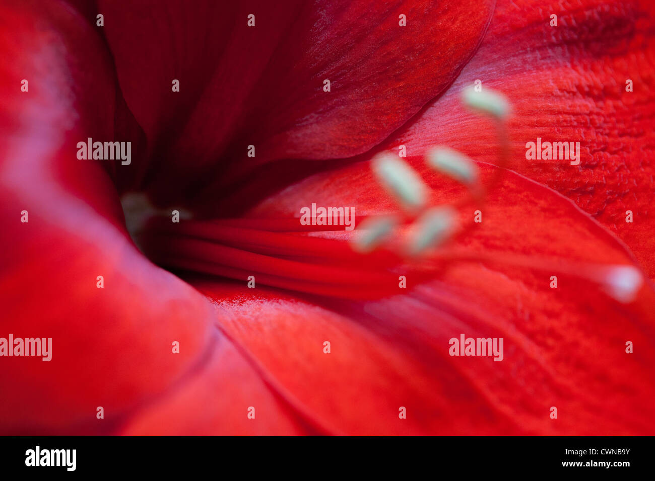 Amaryllis Hippeastrum Red Lion detail of flower Stock Photo - Alamy