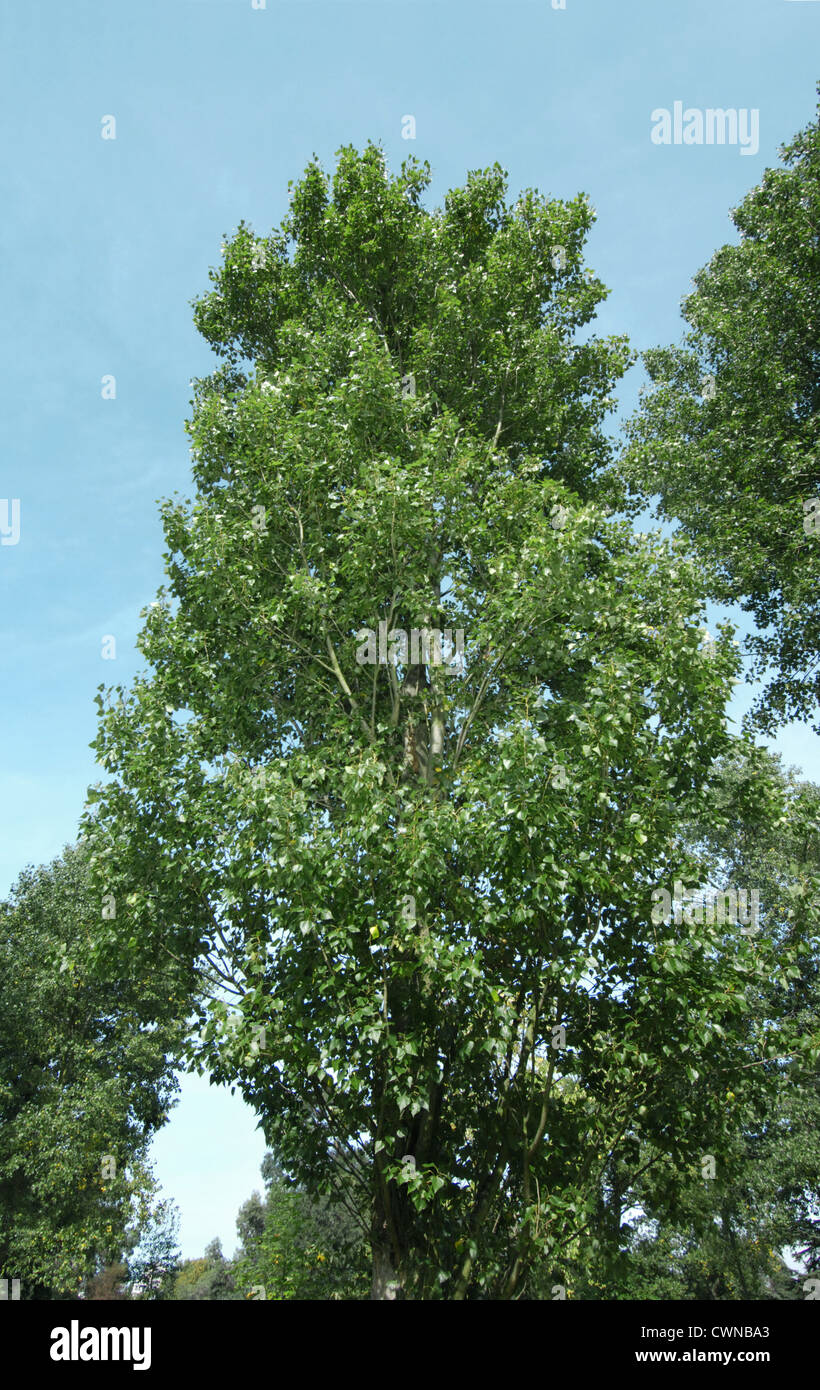 Lombardy poplar tree hi-res stock photography and images - Alamy