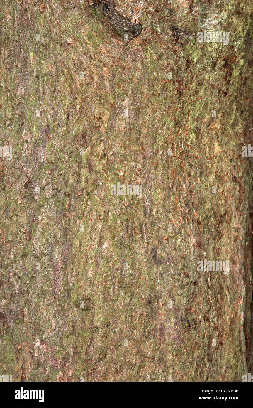 Italian cypress cupressus sempervirens hi-res stock photography and ...