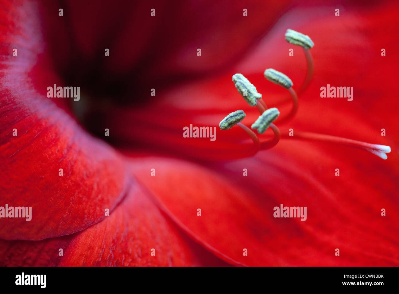 Amaryllis red lion hi-res stock photography and images - Alamy
