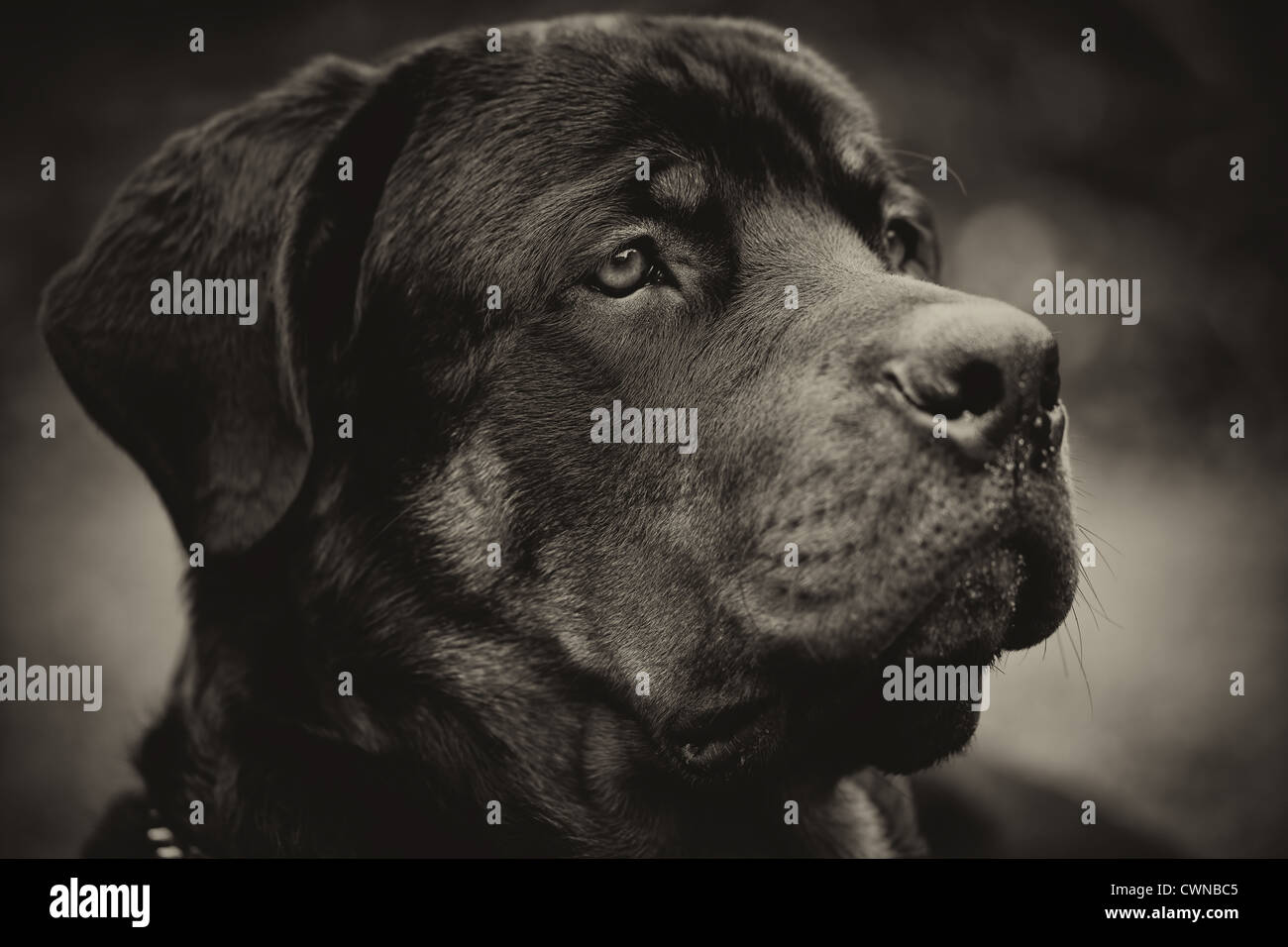 Profile Portrait Of An Adult Male Purebred Rottweiler Monochrome Narrow ...