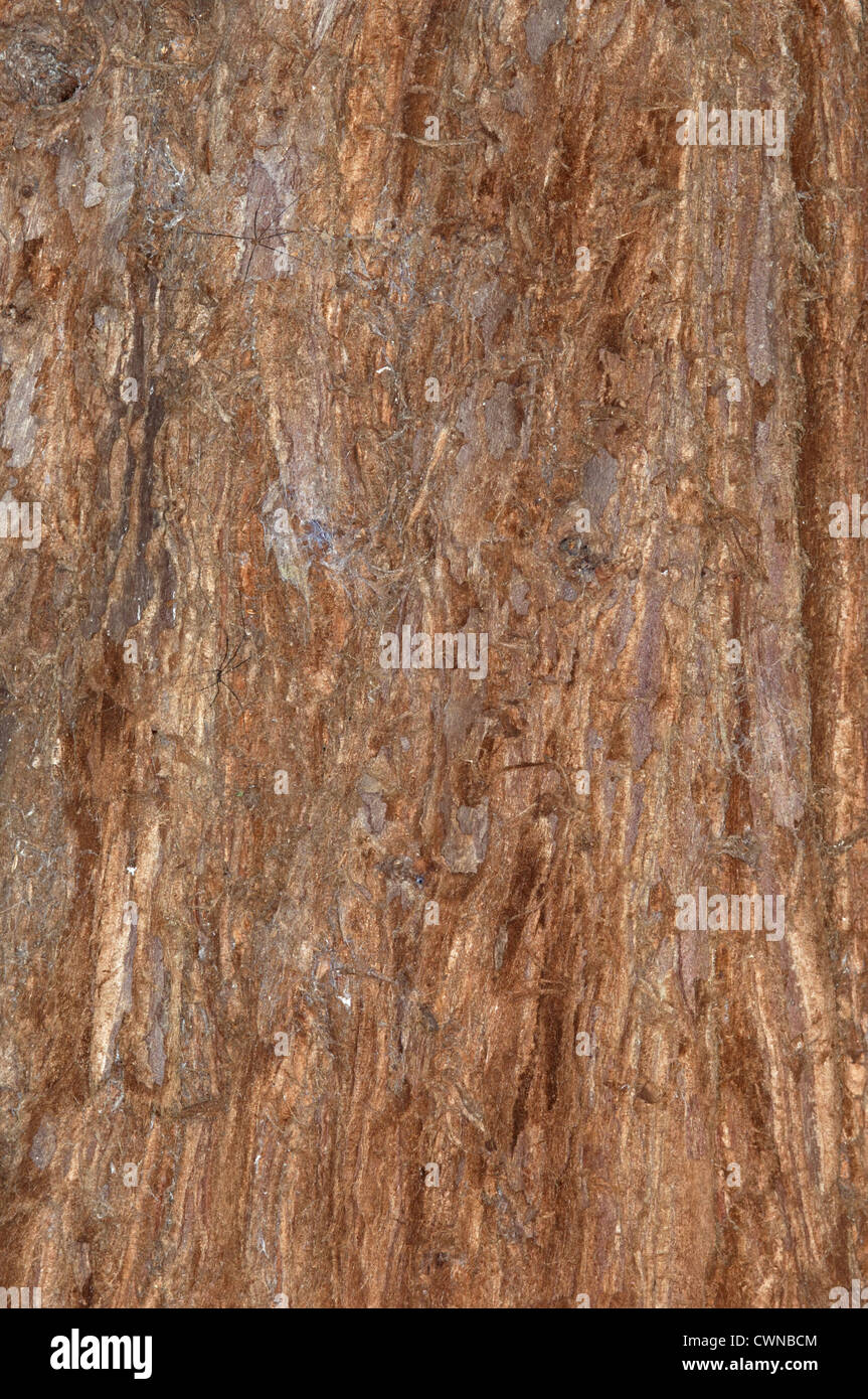 Coastal Redwood Sequoia sempervirens (Taxodiaceae Stock Photo - Alamy