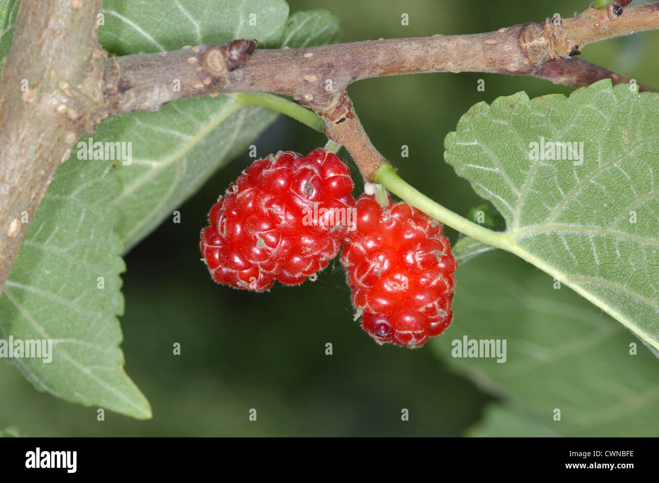 Black Mulberry Morus nigra (Moraceae Stock Photo - Alamy