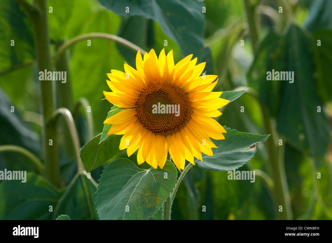 Single sunflower hi-res stock photography and images - Alamy