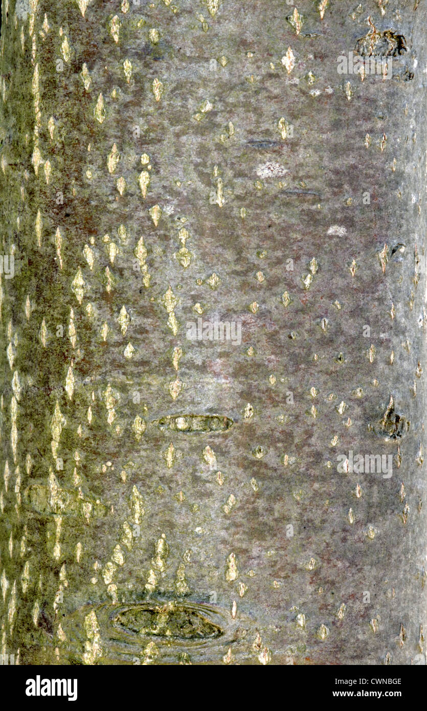 Common Whitebeam Sorbus aria Rosaceae Stock Photo - Alamy