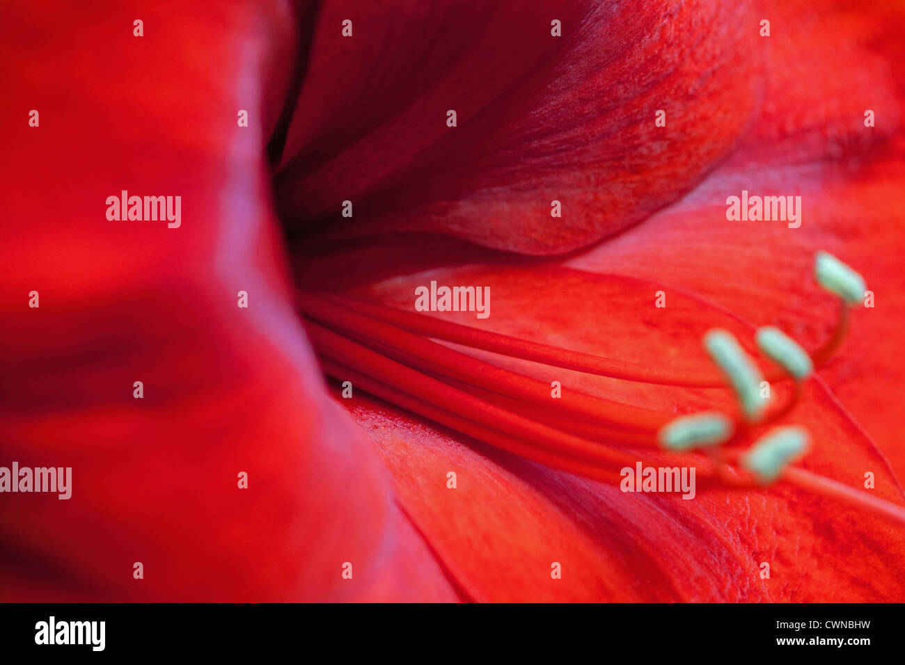 Amaryllis Hippeastrum Red Lion detail of flower Stock Photo - Alamy