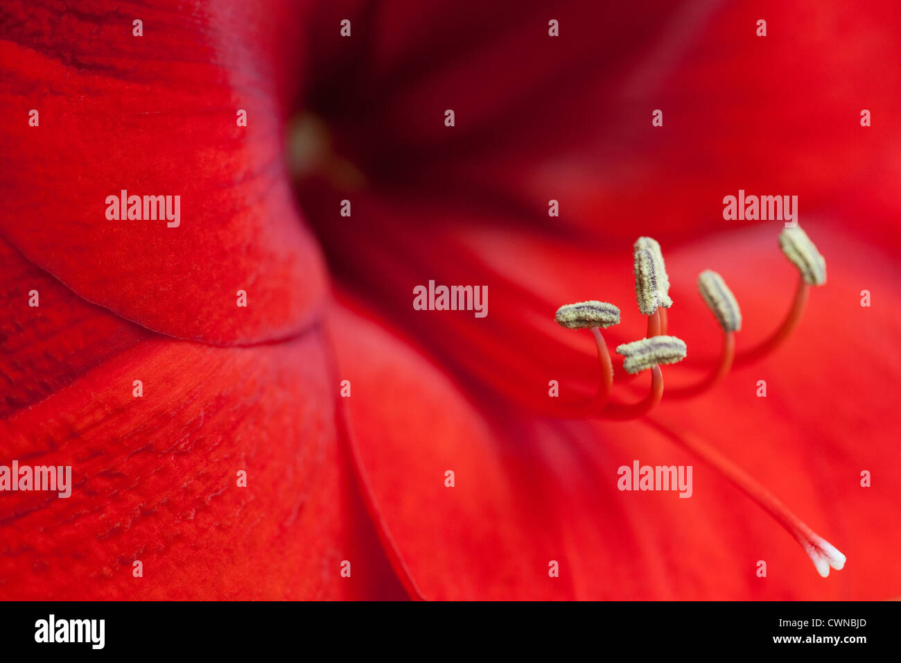 Amaryllis Hippeastrum Red Lion detail of flower Stock Photo - Alamy