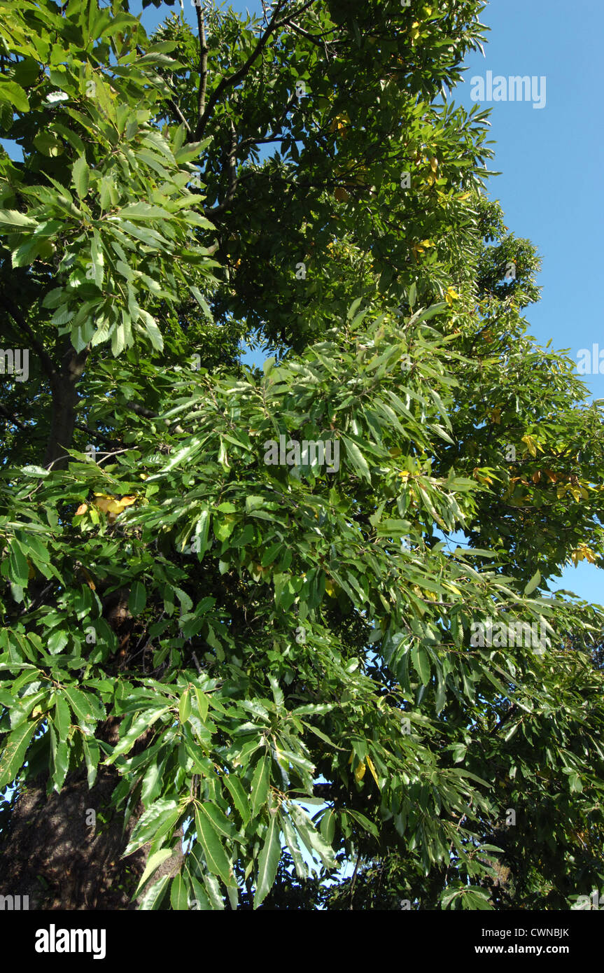 Castanea sativa tree chestnut hi-res stock photography and images - Alamy