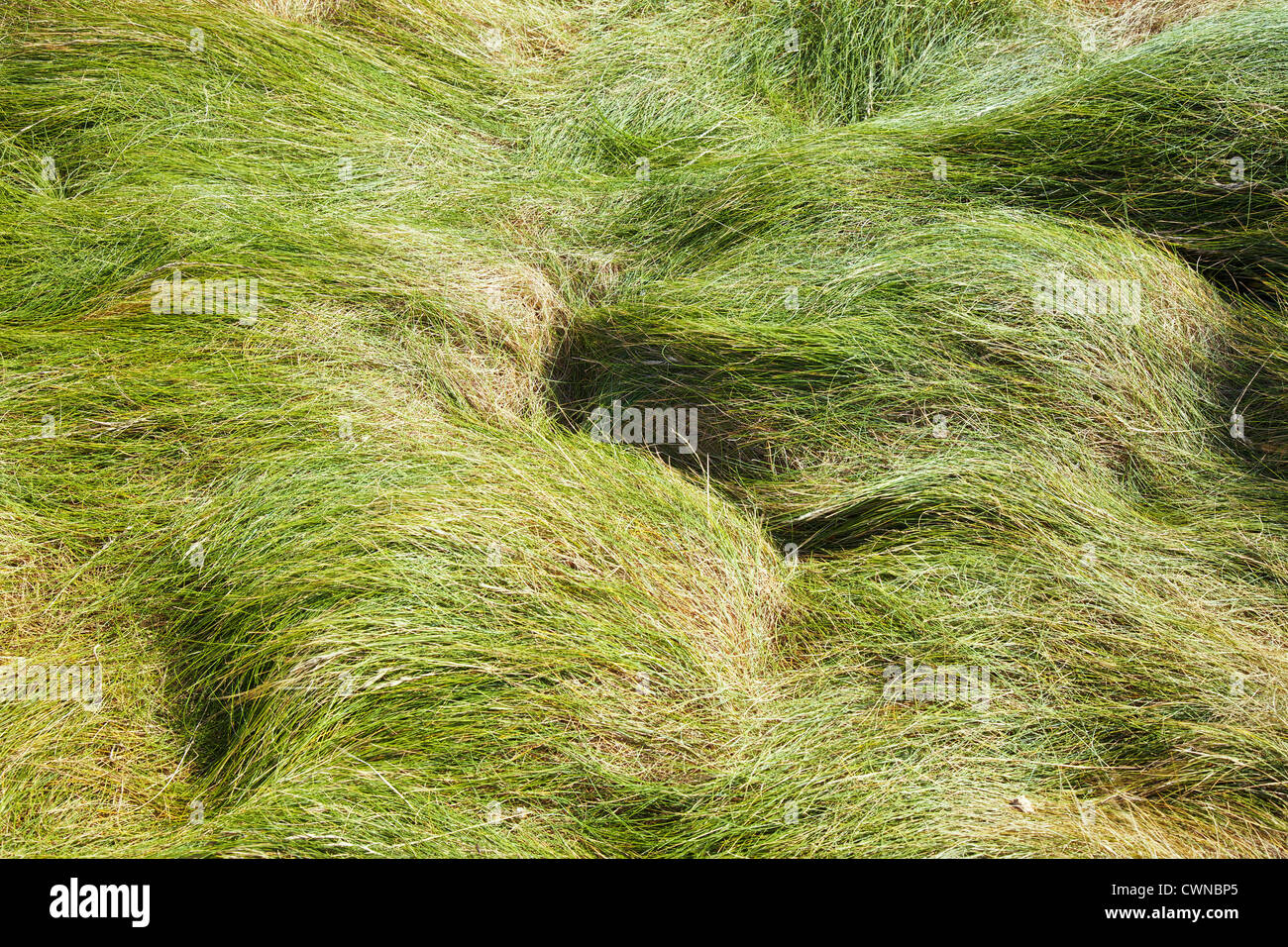 Windy grass at coast Stock Photo - Alamy