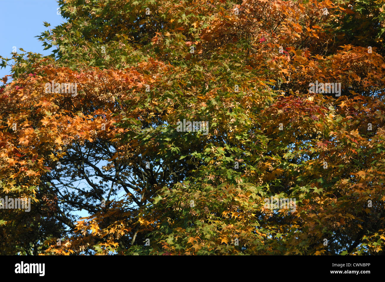 Smooth japanese maple acer palmatum hi-res stock photography and images ...