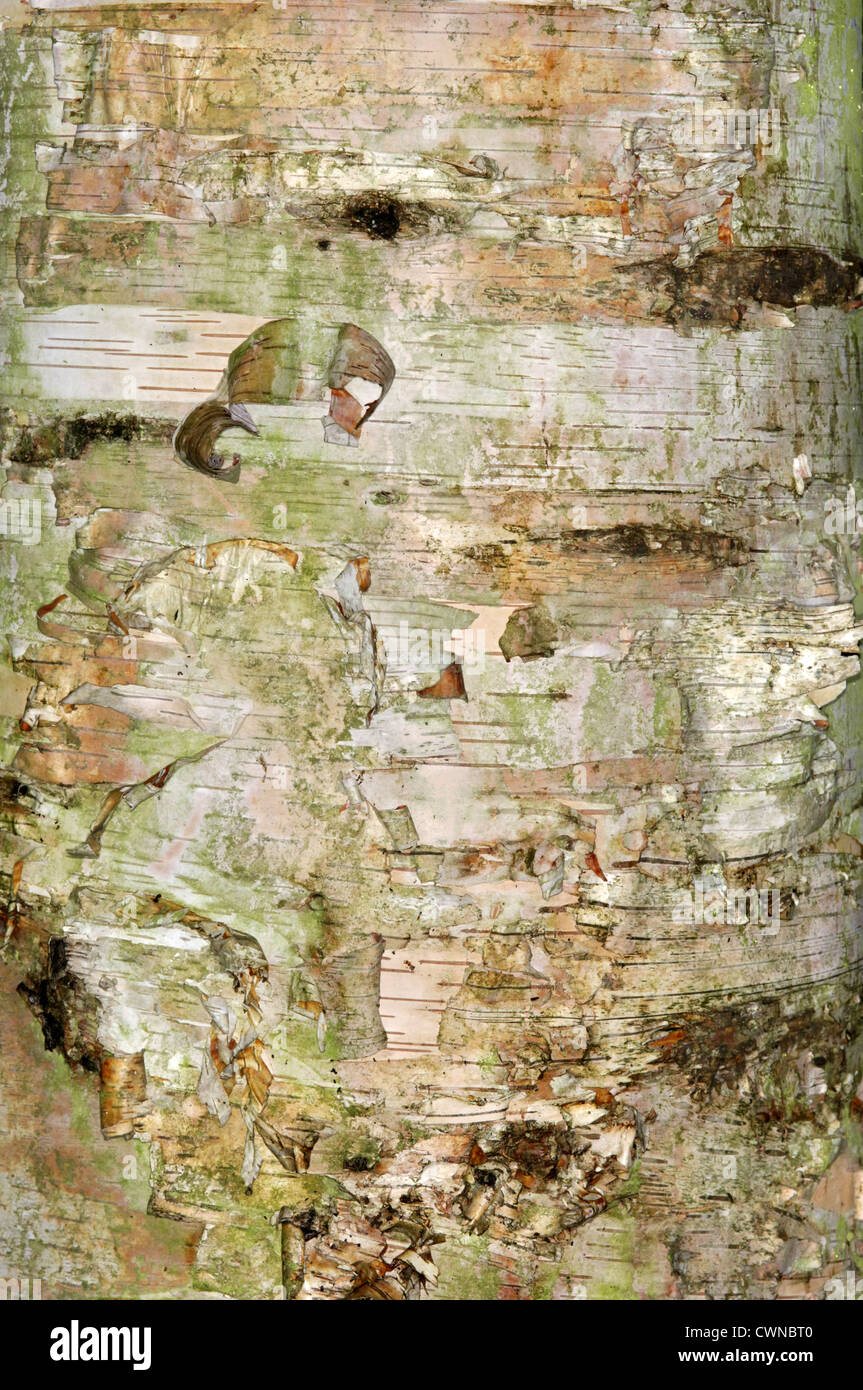 Canoe spreading hi-res stock photography and images - Alamy