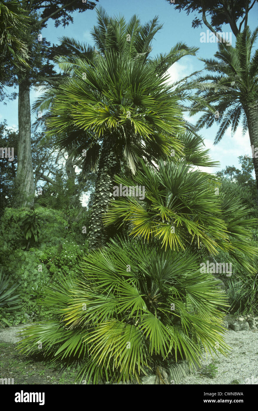 Chamaerops humilis leaf hi-res stock photography and images - Alamy