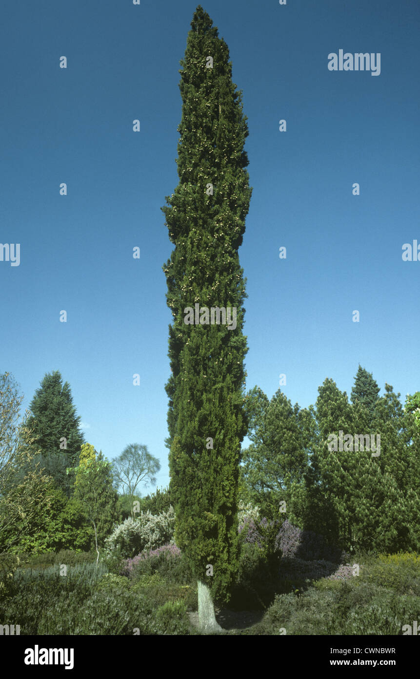 Italian Cypress Cupressus sempervirens (Cupressaceae Stock Photo - Alamy