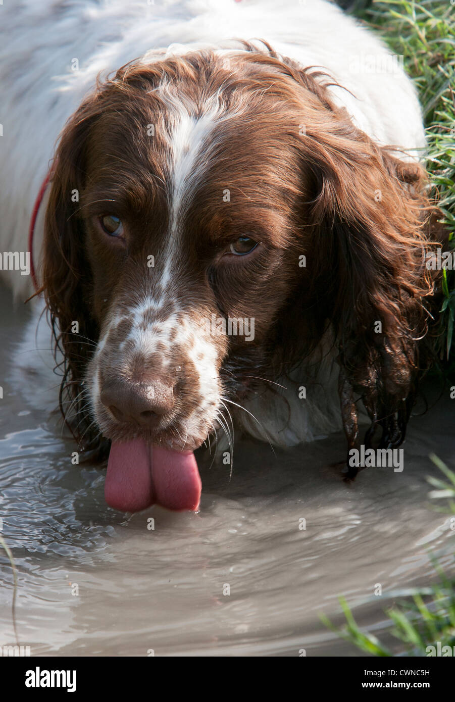English Springer Spaniel lying in a puddle, drinking Stock Photo - Alamy
