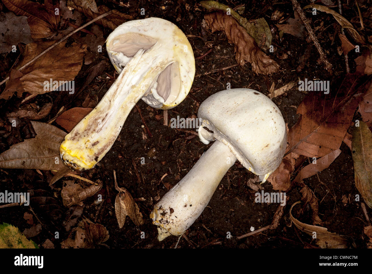 Yellow-stainer mushroom (Agaricus xanthodermus / Psalliota xanthoderma ...