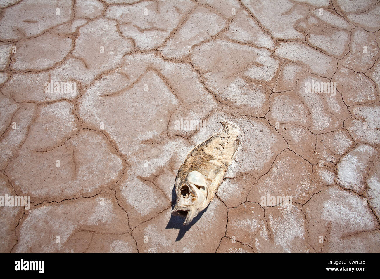 Severe drought strands a fish on a parched dry lake in the western ...