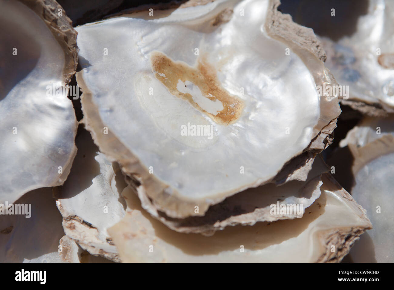 Stack of Oyster Shells, part of the Broome Pearling industry. Broome ...