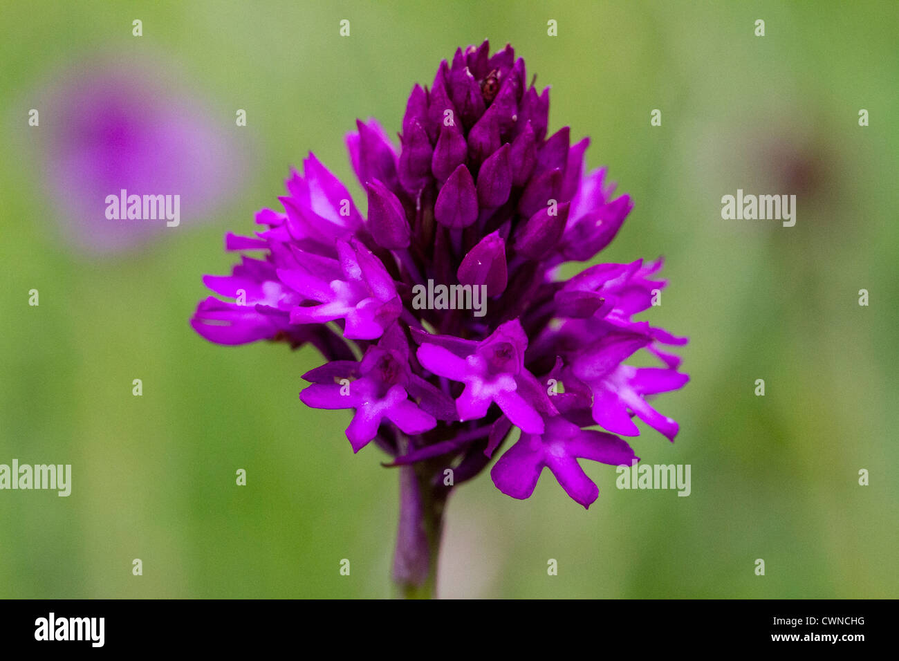 Pyramidal orchid (Anacamptis pyramidalis) in a meadow in Wiltshire ...