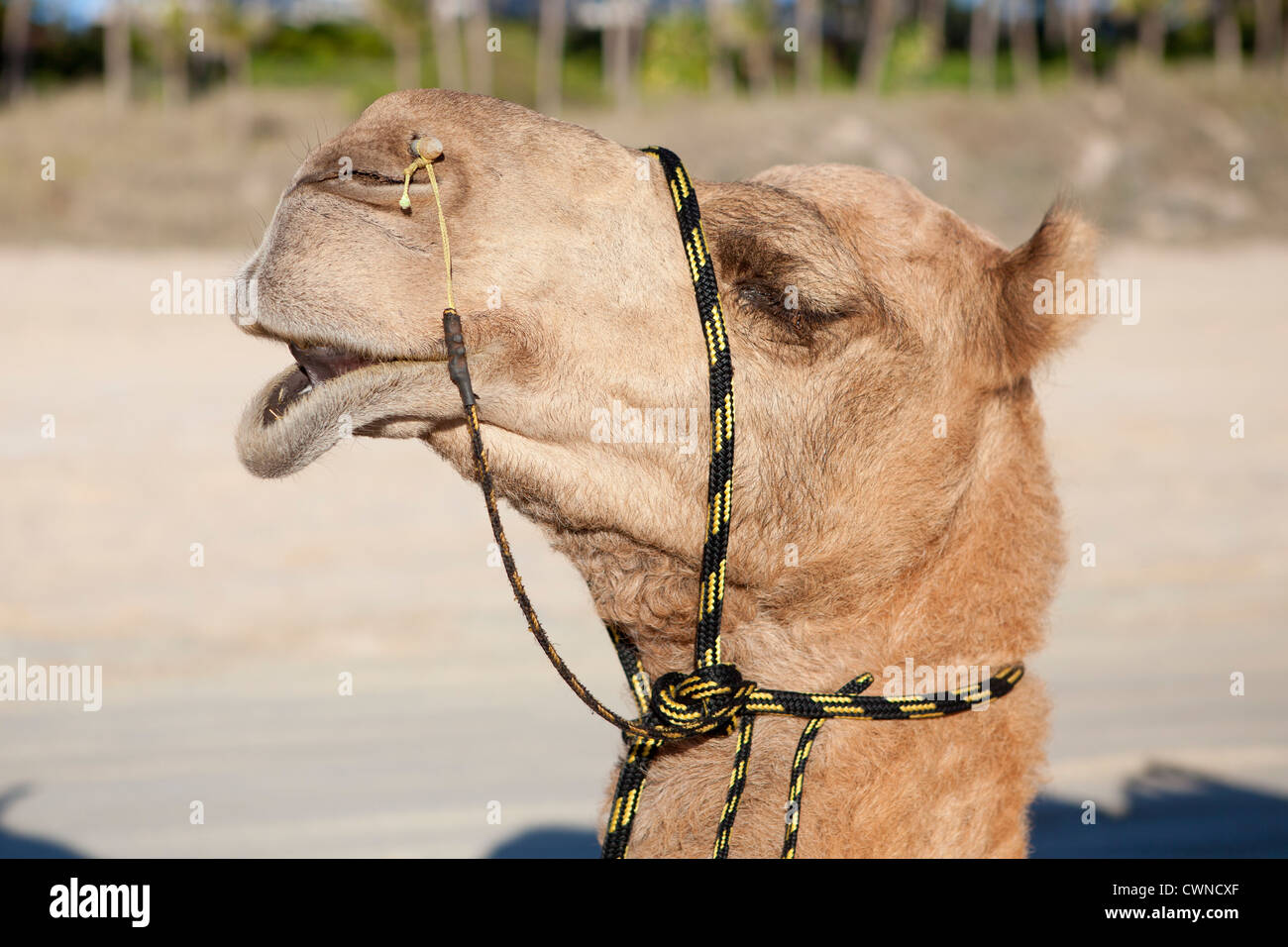Camels in broome hi-res stock photography and images - Alamy