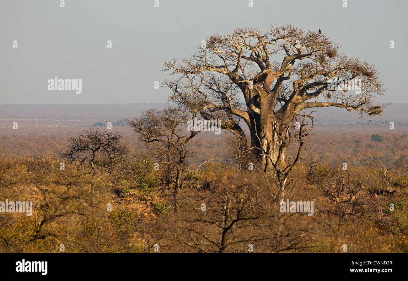 Boabab tree hi-res stock photography and images - Alamy
