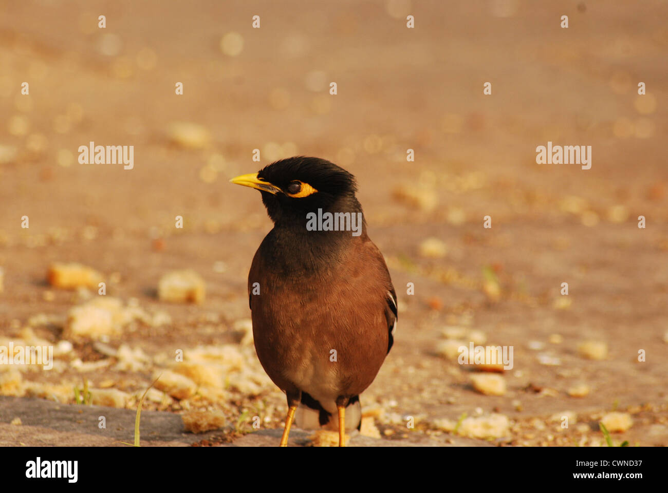 Koel bird hi-res stock photography and images - Alamy
