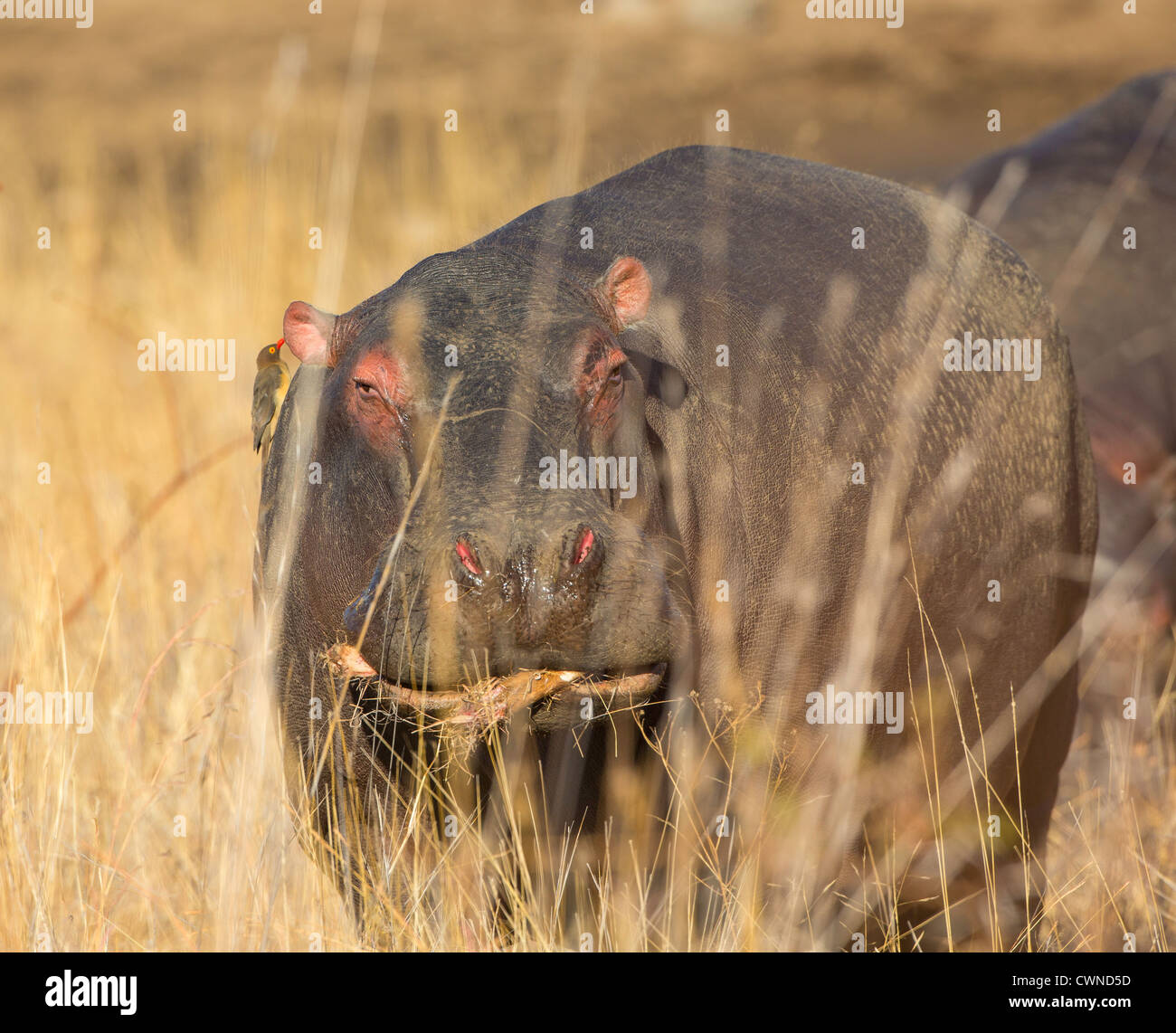 Hippo Feeding High Resolution Stock Photography and Images - Alamy