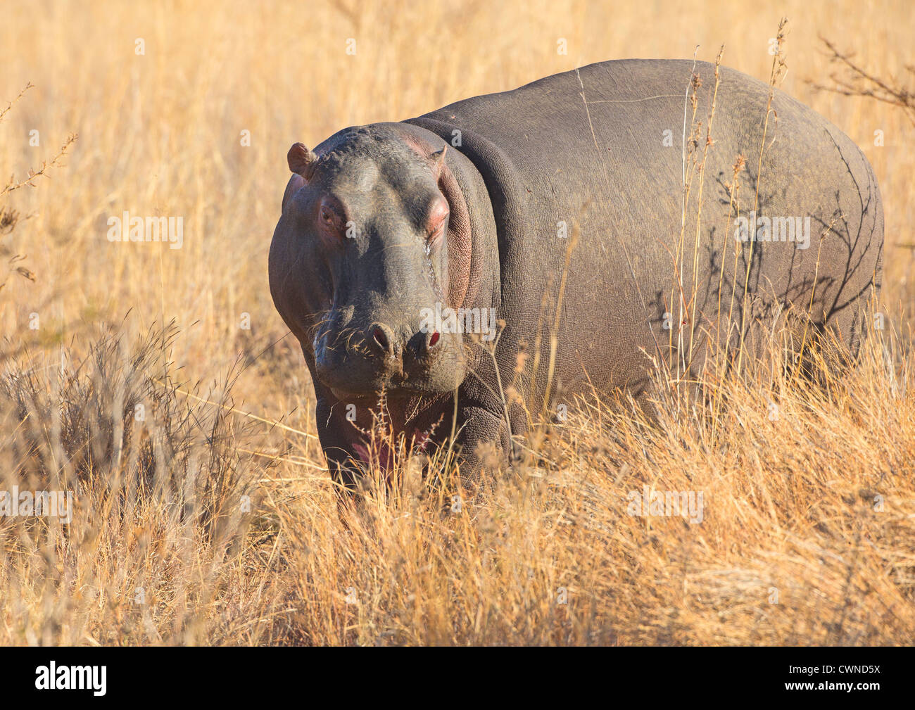Hippo feeding hi-res stock photography and images - Alamy