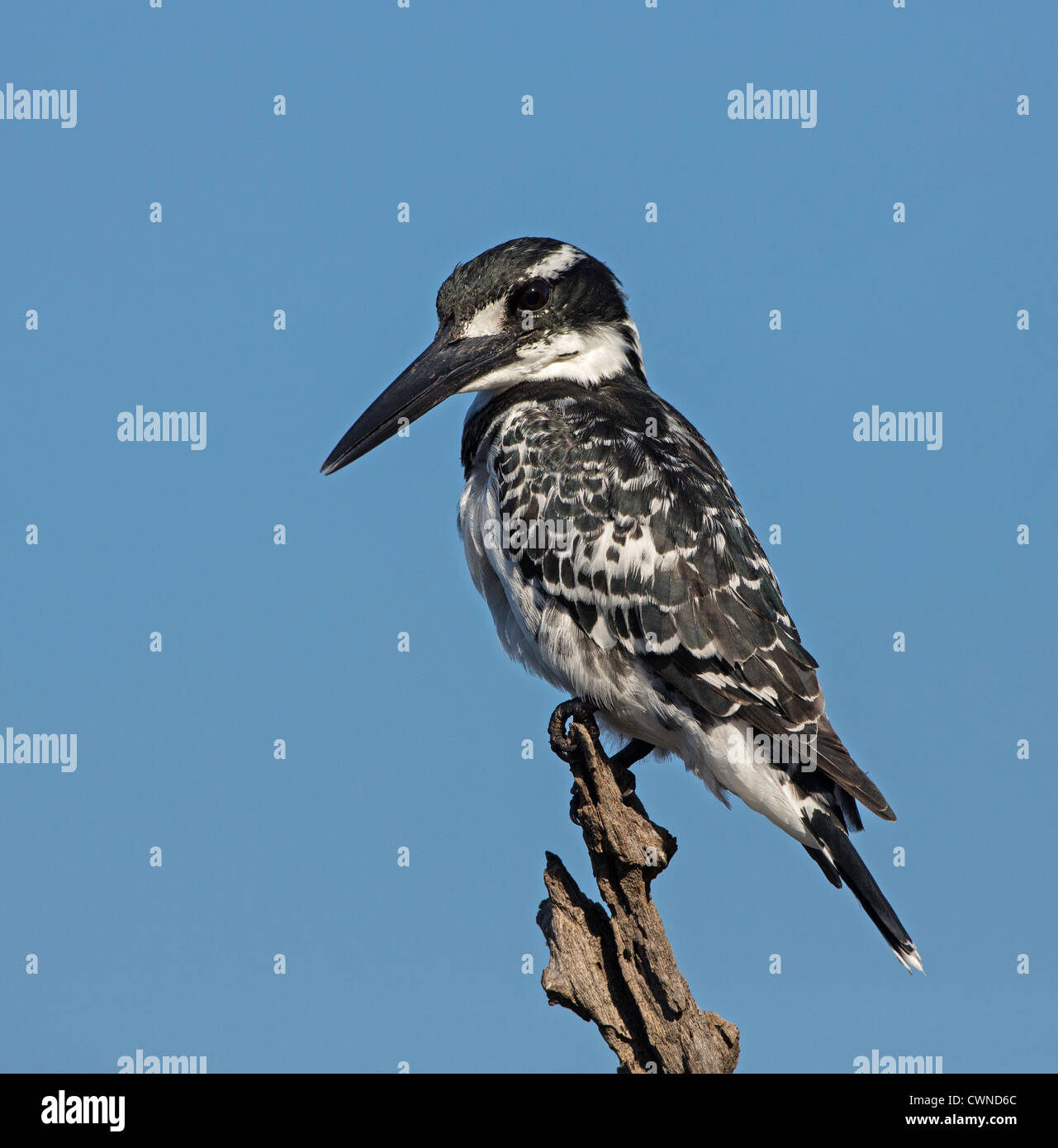 Kingfisher bird water hunting hi-res stock photography and images - Alamy