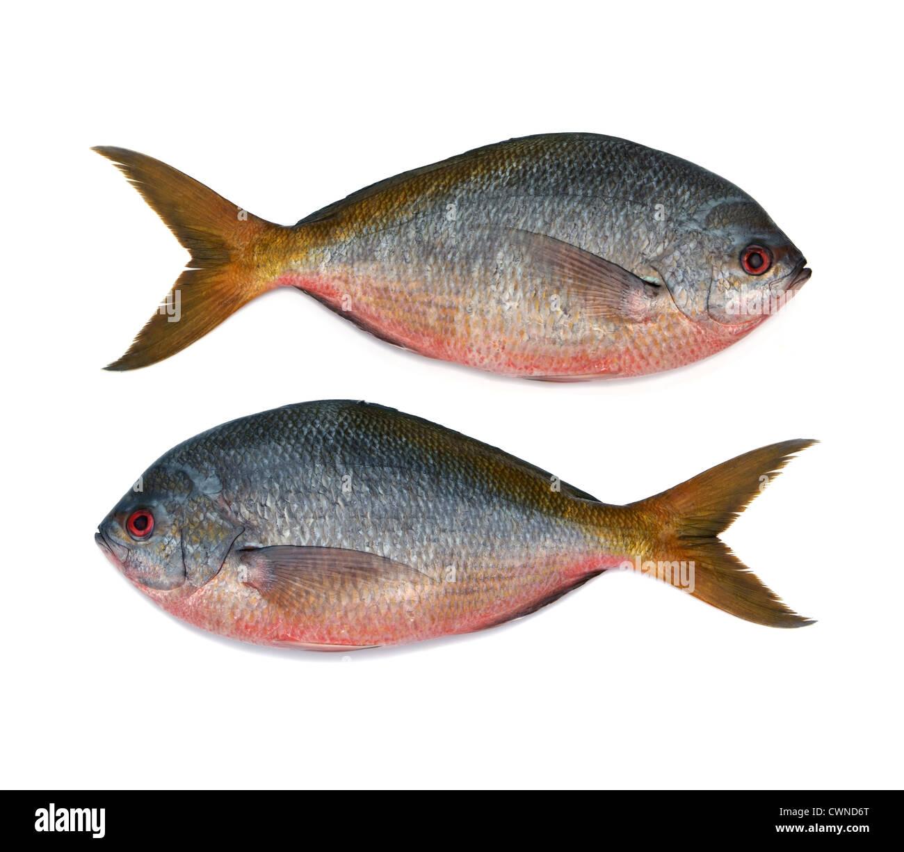 Fusilier Fish High Resolution Stock Photography and Images - Alamy