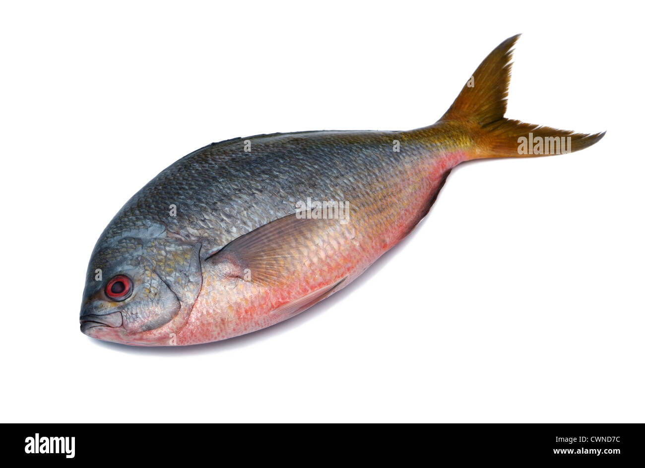 Marine fusilier Cut Out Stock Images & Pictures - Alamy