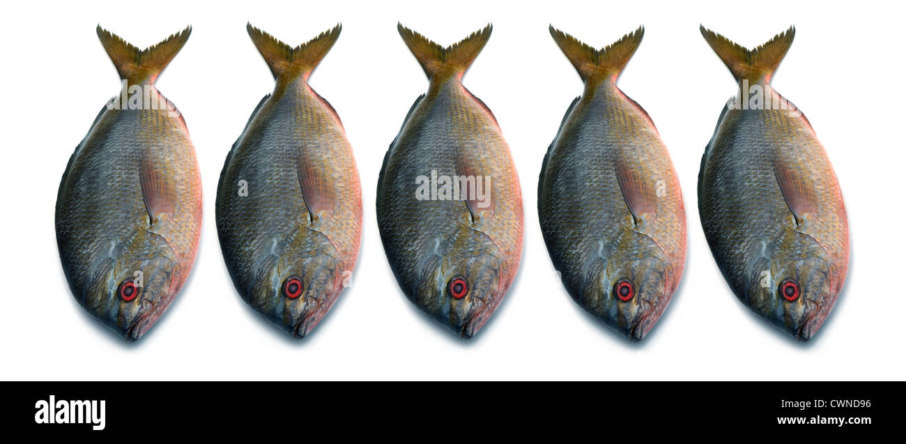 Yellowtail fusilier fish isolated on white background Stock Photo - Alamy