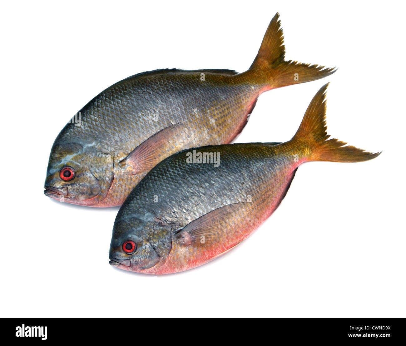 Fusilier fish hi-res stock photography and images - Alamy