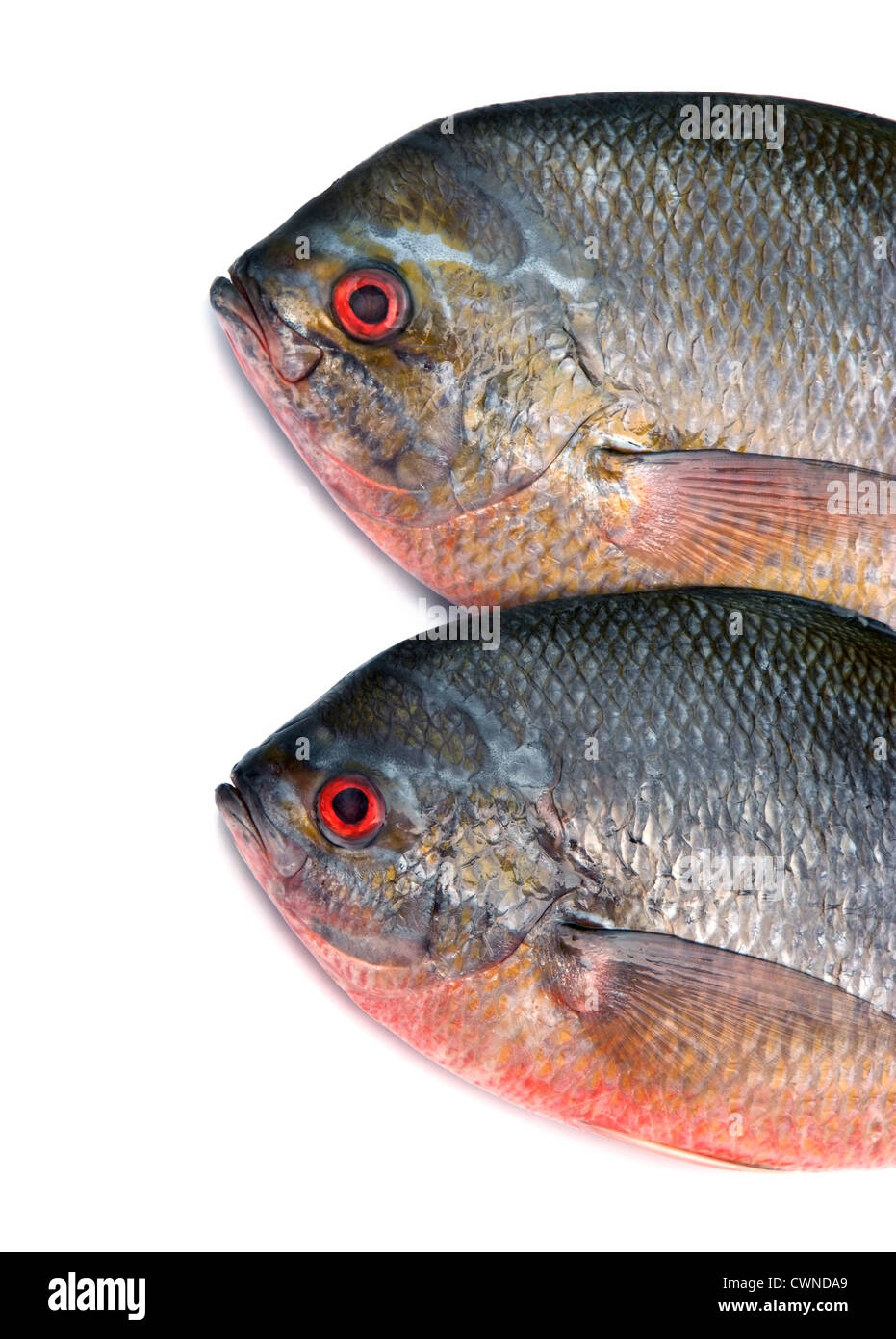 Yellowtail fusilier fish isolated on white background Stock Photo - Alamy