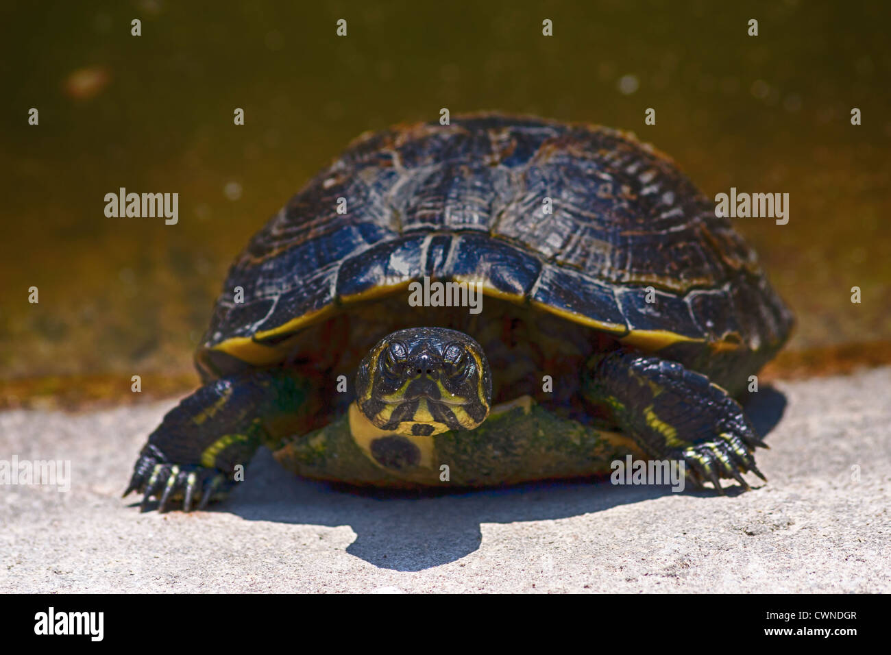 turtle emerges from the water of a pond Stock Photo - Alamy