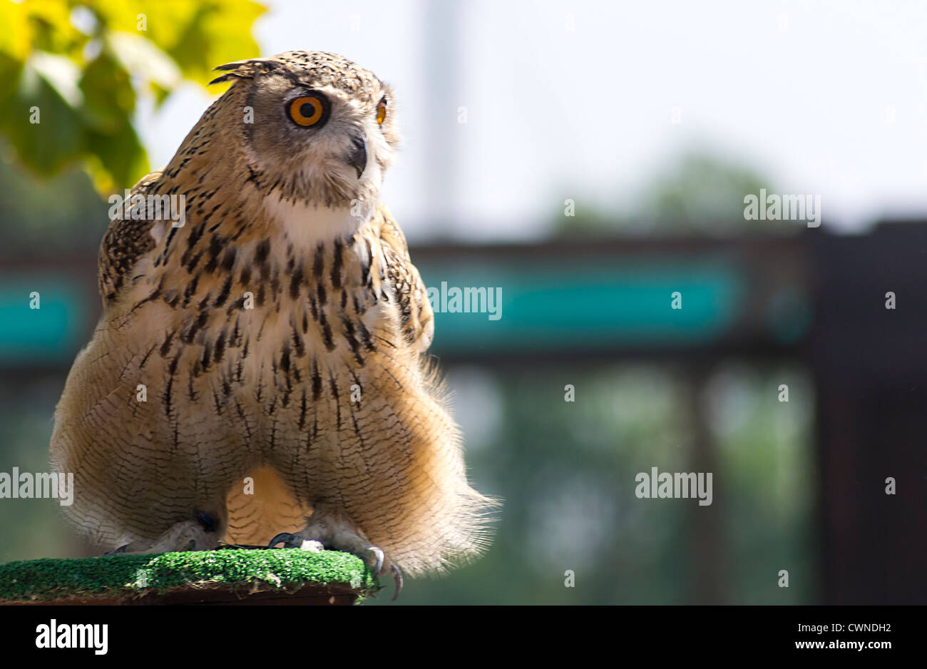 Owls are the order Strigiformes Stock Photo - Alamy