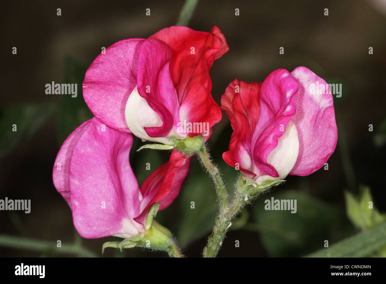 Sweet Pea flower blooms Stock Photo - Alamy