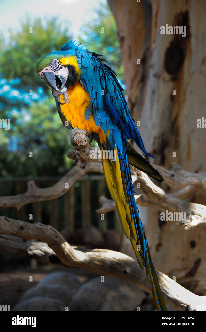 Curious blue-and-yellow macaw, Ara parrot (Psittacidae Stock Photo - Alamy