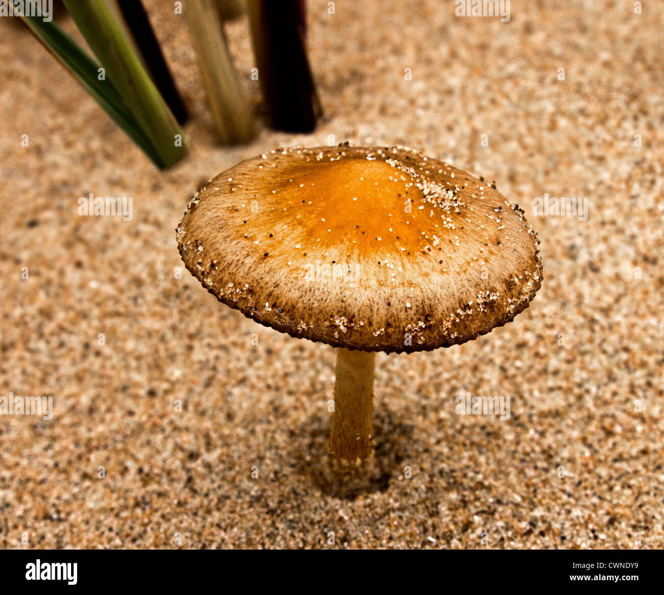 Beach mushroom hi-res stock photography and images - Alamy