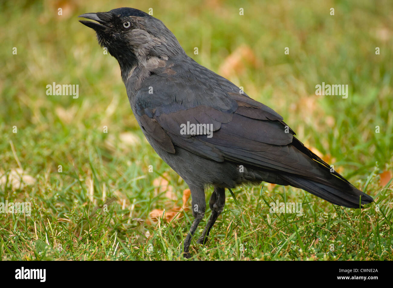 jackdaw Coloeus monedula Stock Photo - Alamy